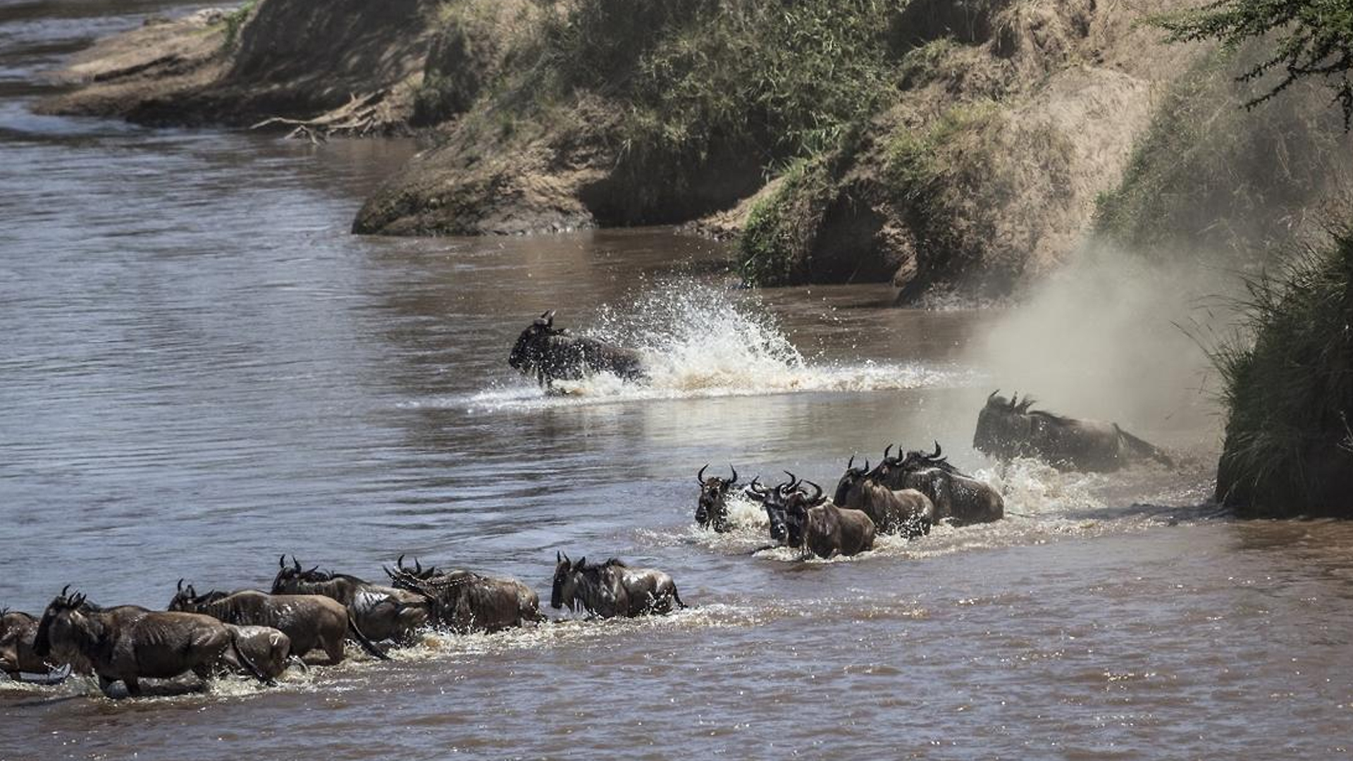 Lion Camp – Porini Camps