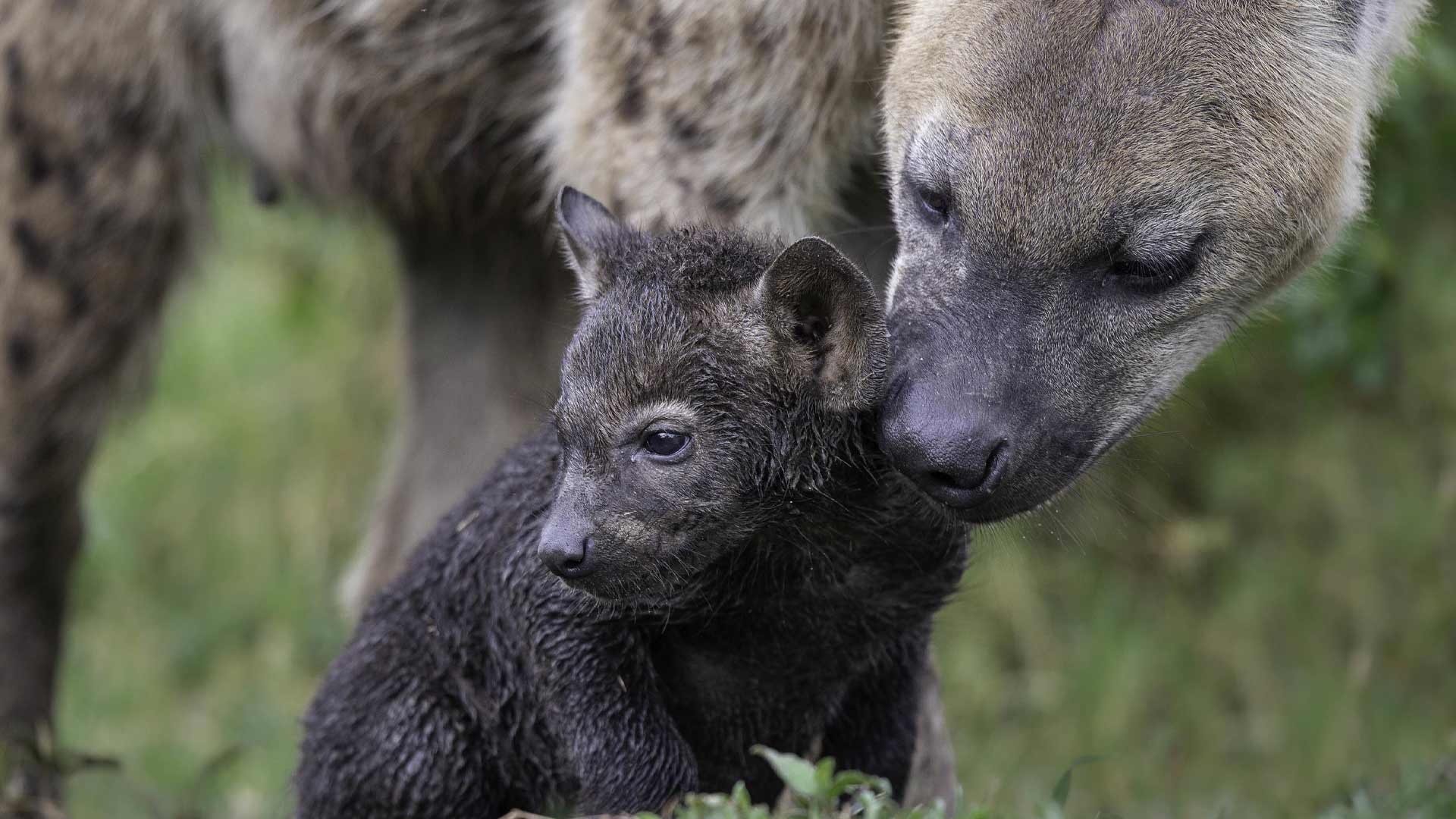 Cheetah Camp – Porini Camps