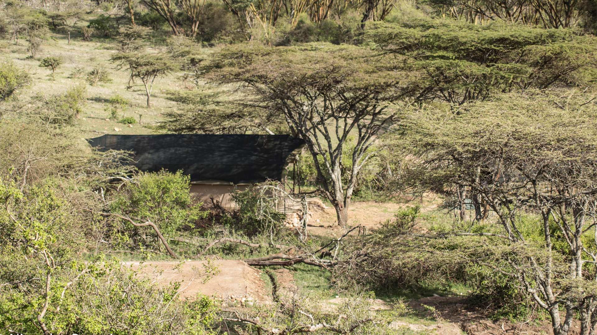 Cheetah Camp – Porini Camps