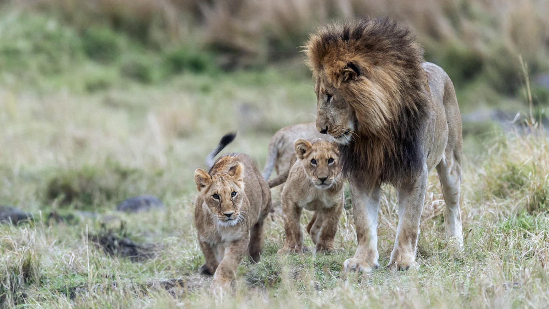 Lion Camp – Porini Camps