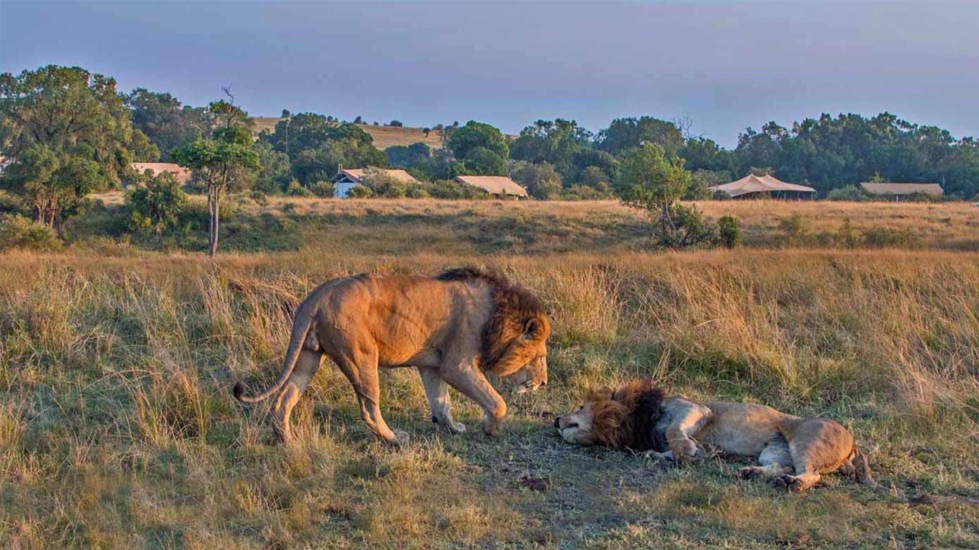 Wilderness Experience – Porini Camps