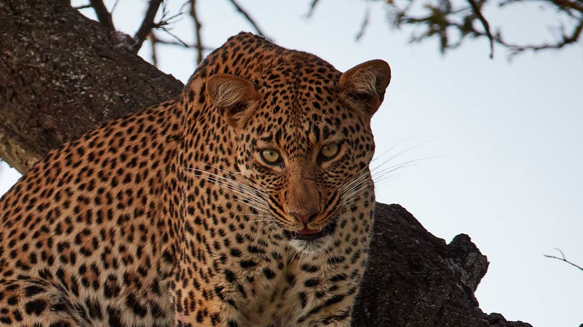 Maasai Mara Big Cat Safari – Porini Camps